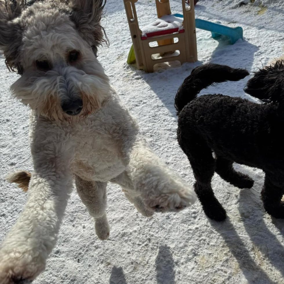 T & M Kennels | Pet Day Care | Rhinelander, WI